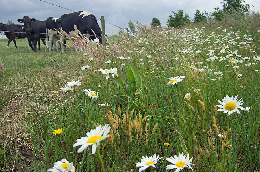 Begrenzing van het Natuurnetwerk Nederland - EplanA